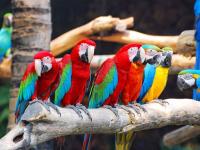 Parrot breed Object Detection Dataset by Detection Test