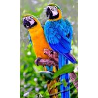 Parrot breed Object Detection Dataset by Detection Test
