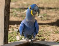 Parrot breed Object Detection Dataset by Detection Test