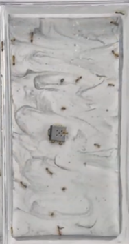 Ant Detection Object Detection Dataset and Pre-Trained Model by School