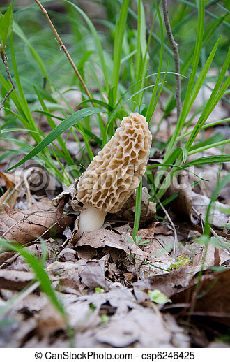 Custom Workflow Object Detection Object Detection Dataset by FindShroom