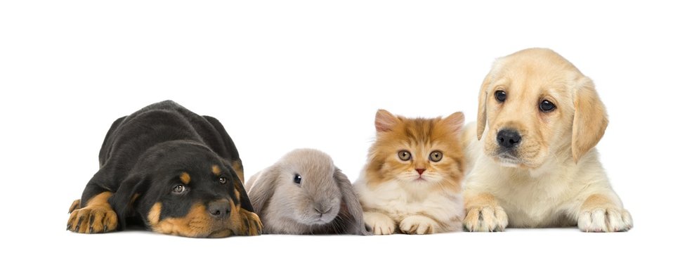 Pets Classification Object Detection Dataset by Vishnu