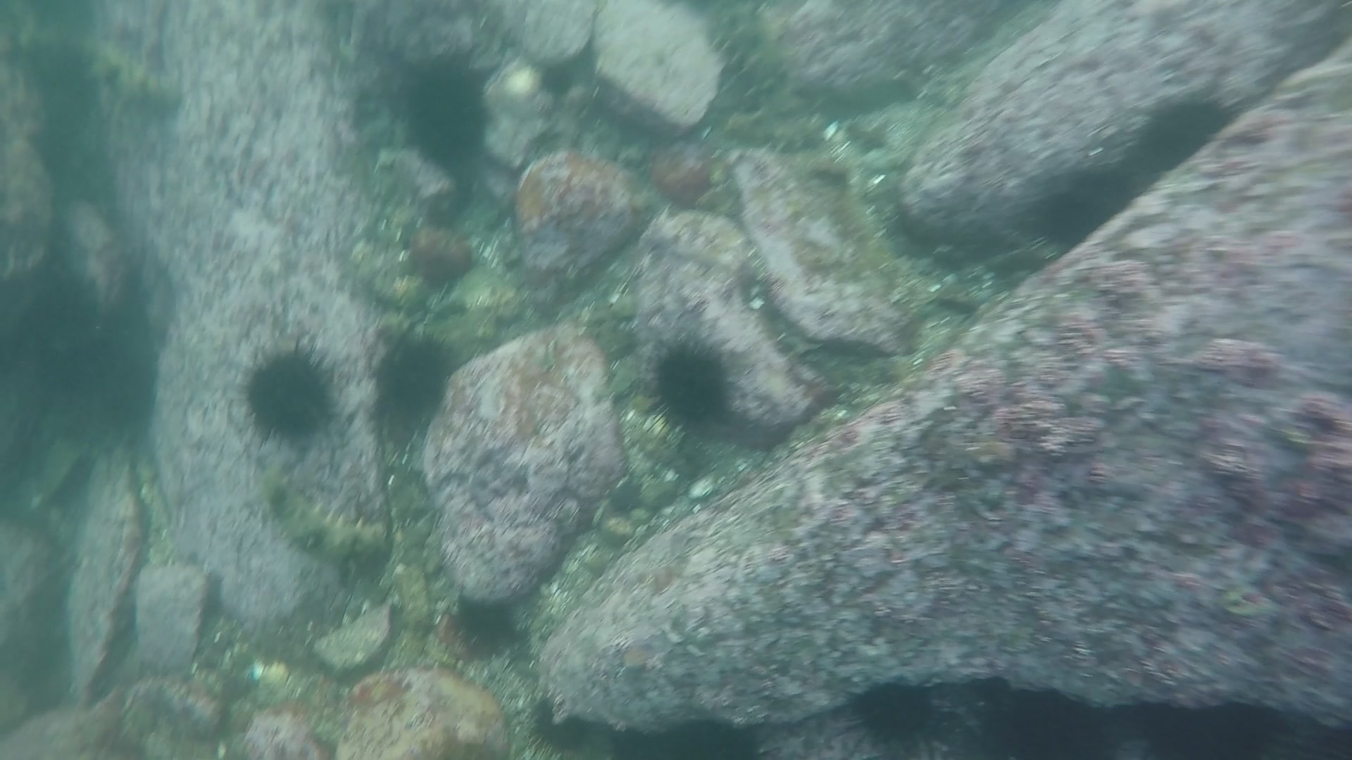 Underwater Object Detection Dataset By Underwater