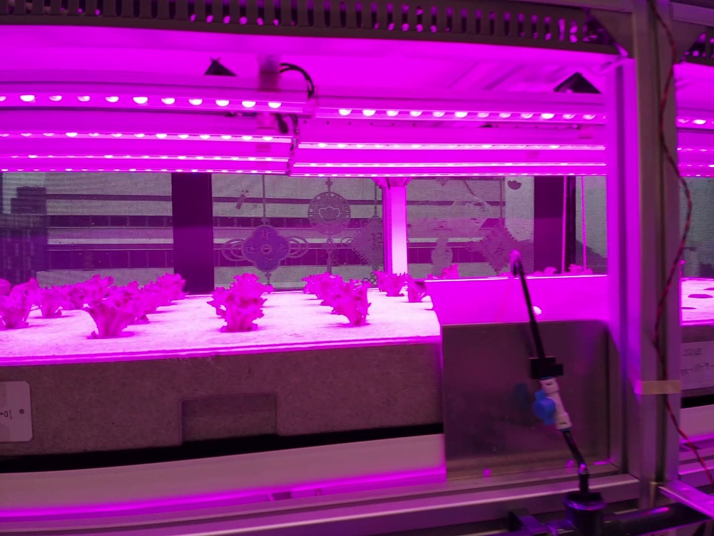 Lettuce Object Detection Dataset By Nanyang Technological University