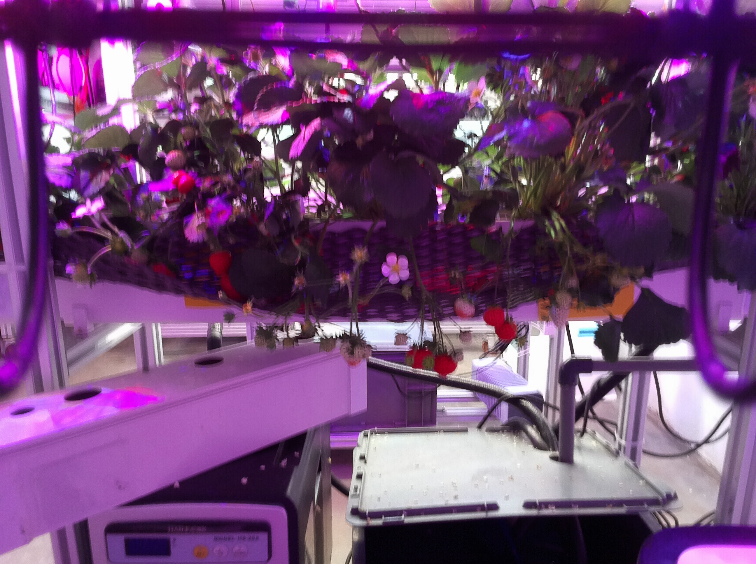 Ripe Or Dry Strawberry Object Detection Dataset And Pre Trained Model