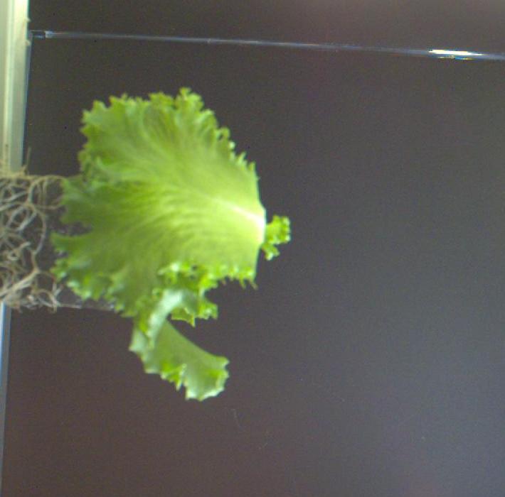 Classification transplant Instance Segmentation Dataset by NANYANG TECHNOLOGICAL UNIVERSITY