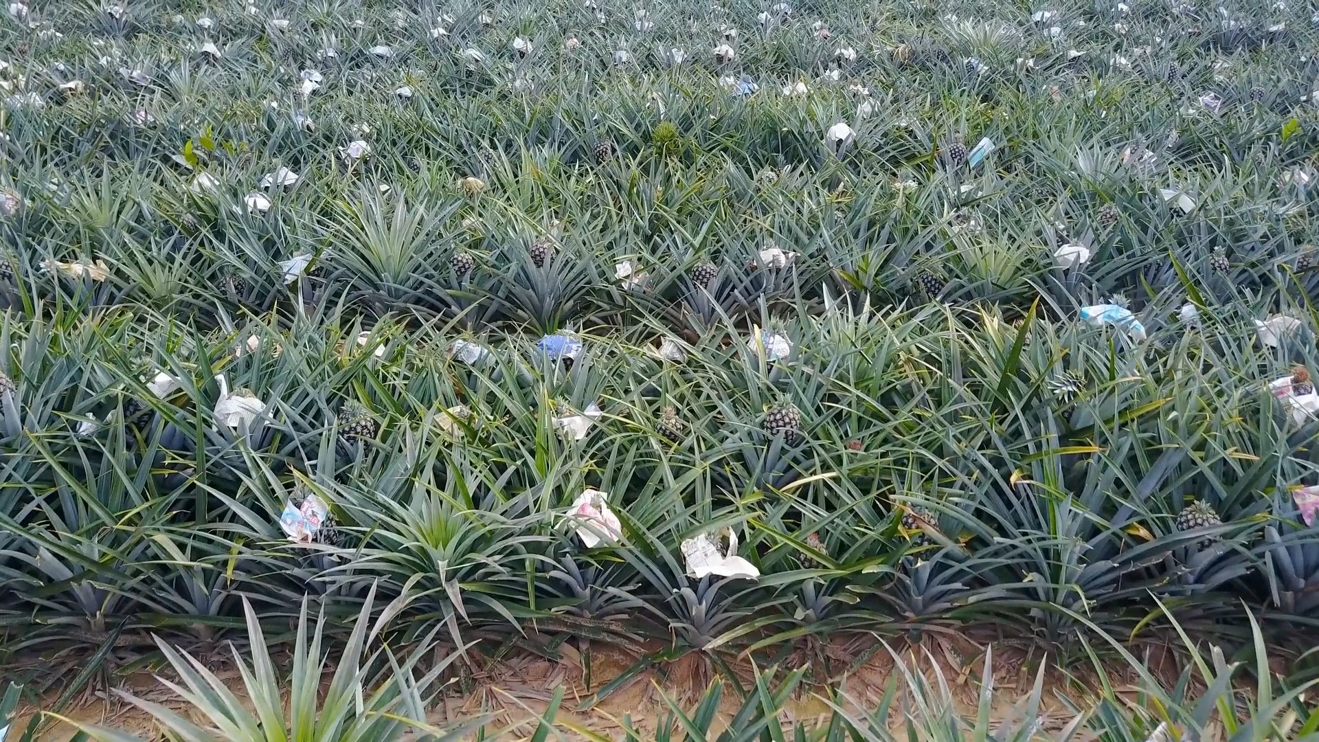 Pineapple Crops Value Samid Object Detection Dataset And Pre Trained Model By Researching