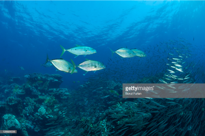 Fish Object Detection Dataset and Pre-Trained Model by Jacob Solawetz