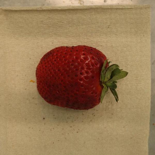 Strawberries Instance Segmentation Dataset by StrawberriesSSL