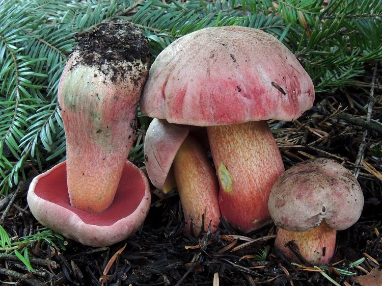 Mushroom Detector Object Detection Model By Mushroom