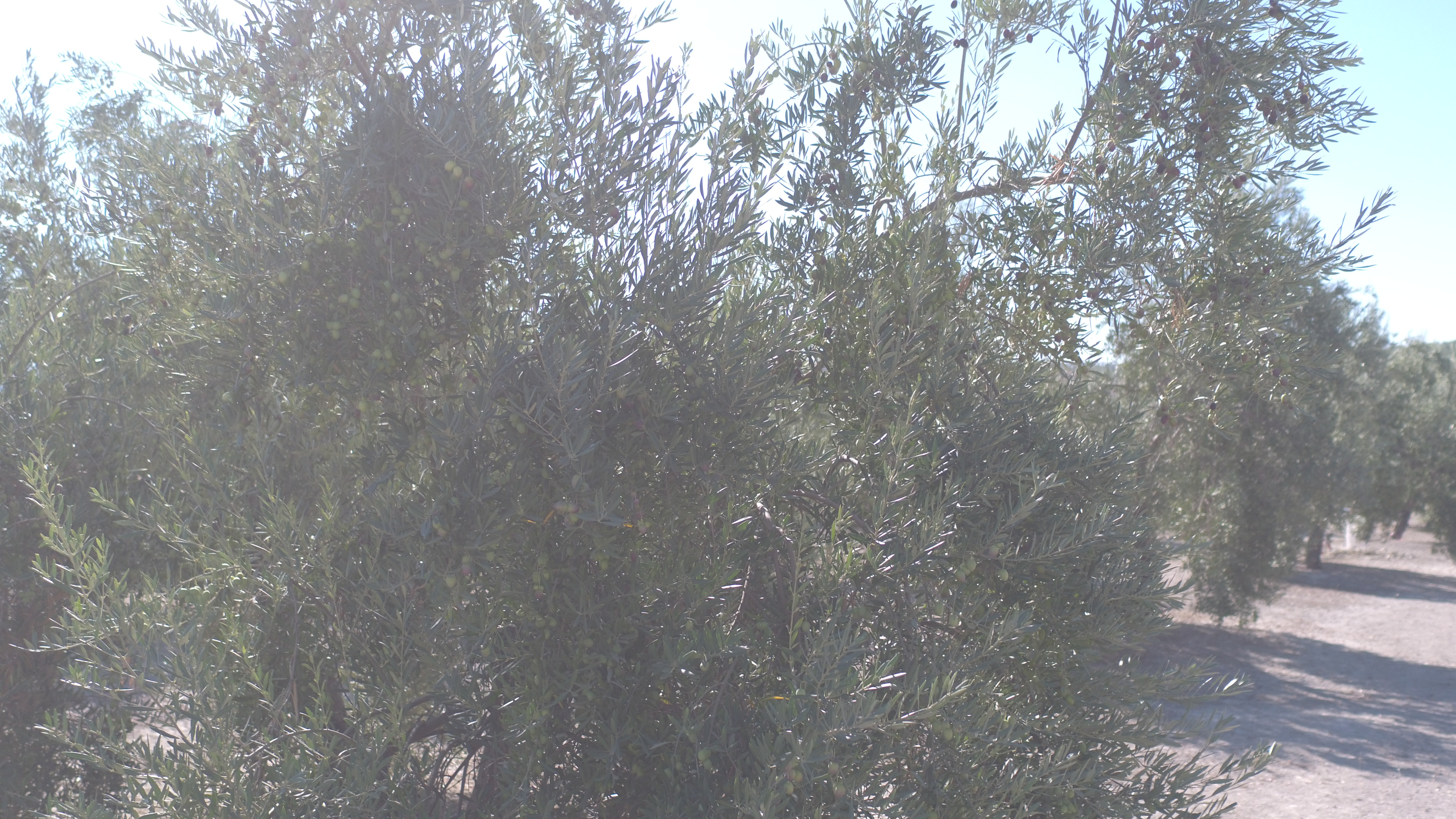 olive_detection Object Detection Dataset by bjorndanprojects