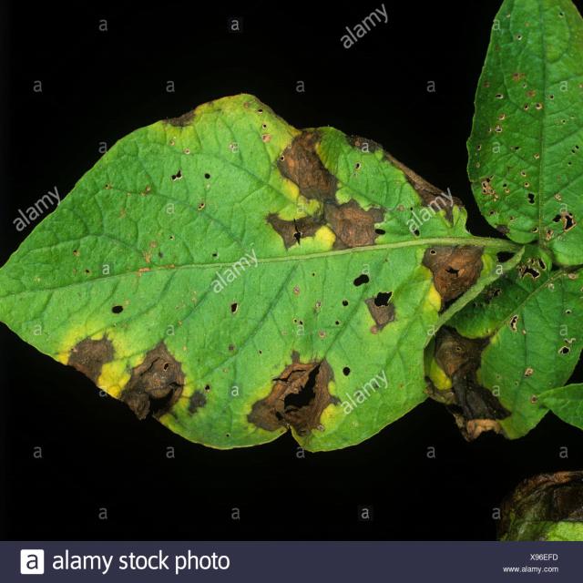 GDM_project_v3 Object Detection Dataset and Pre-Trained Model by YOLO ...