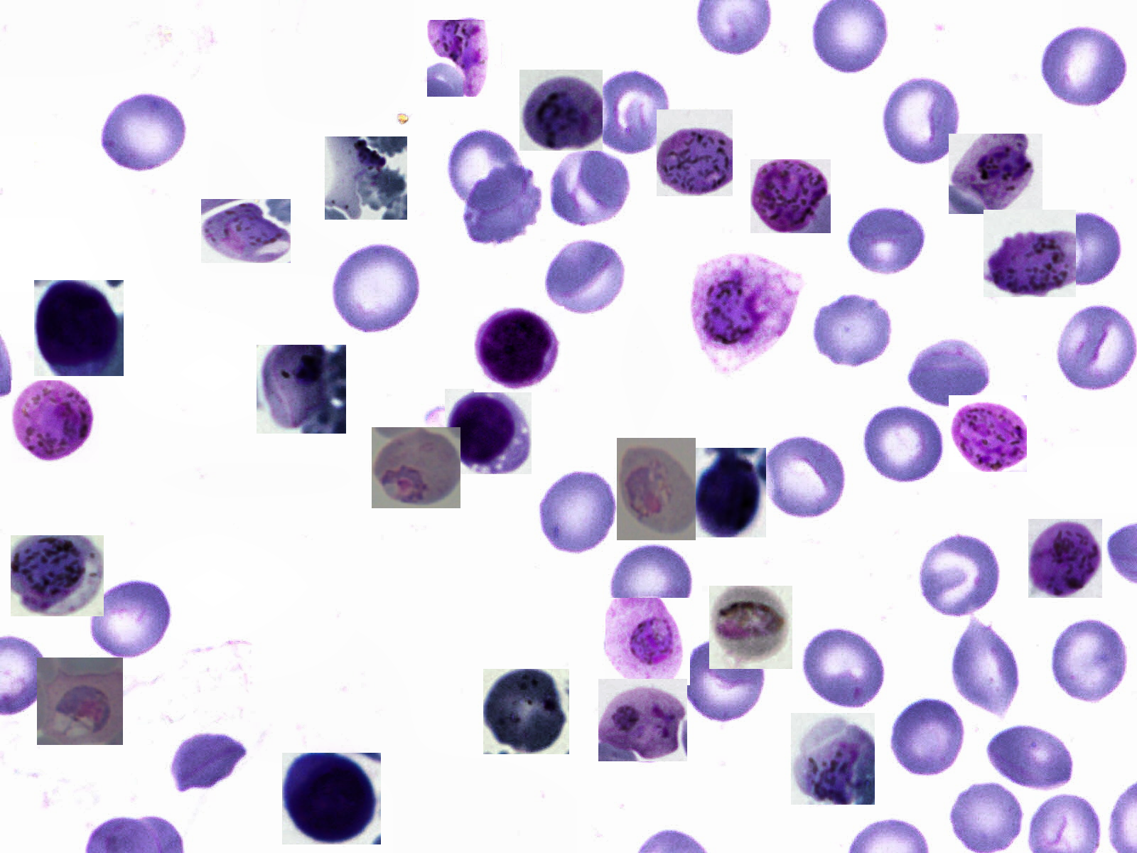 prueba Object Detection Dataset by TFG