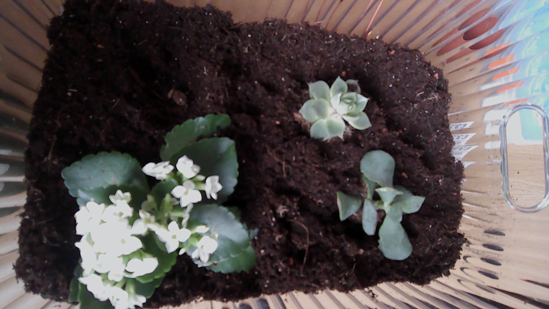 plants Object Detection Dataset by Tahsin Enes Kuru