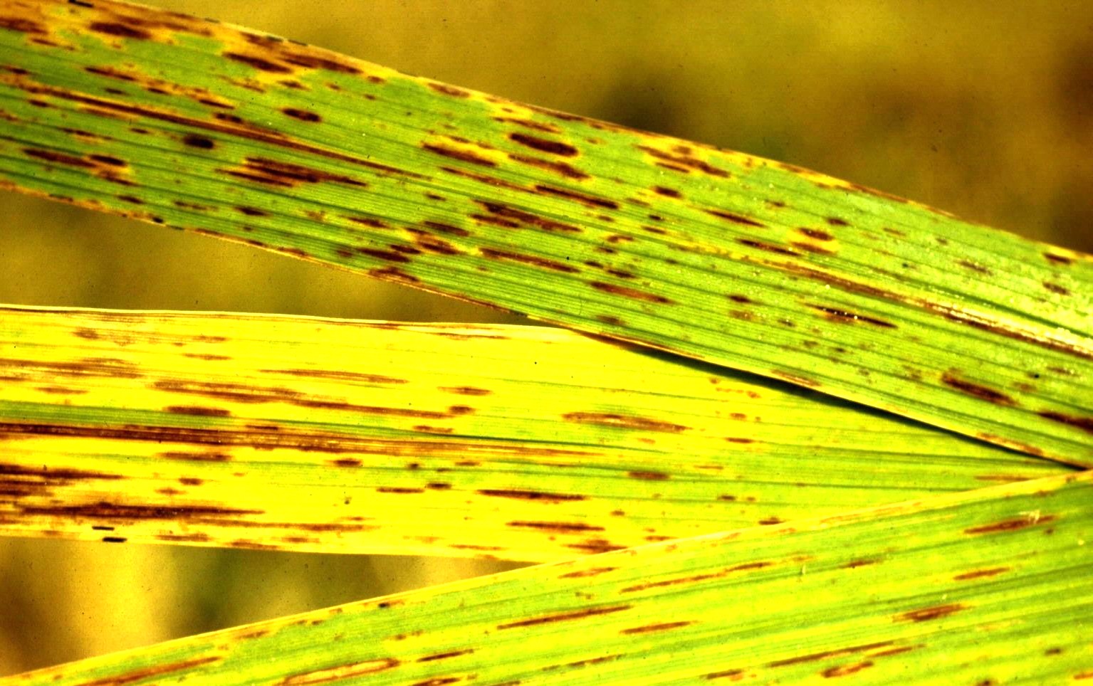 rice Disease v.4 Object Detection Dataset by Rice