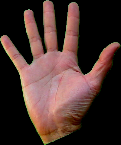 Hand Palm Object Detection Model by heartbeat