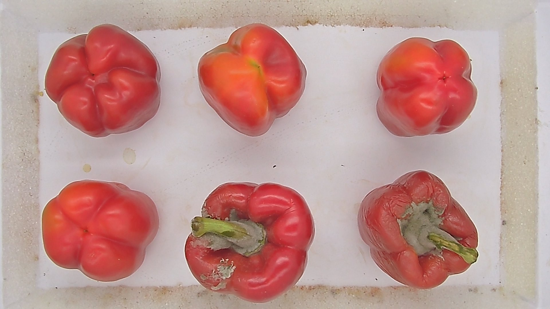 clas_pepper Object Detection Dataset by Luiza Soul