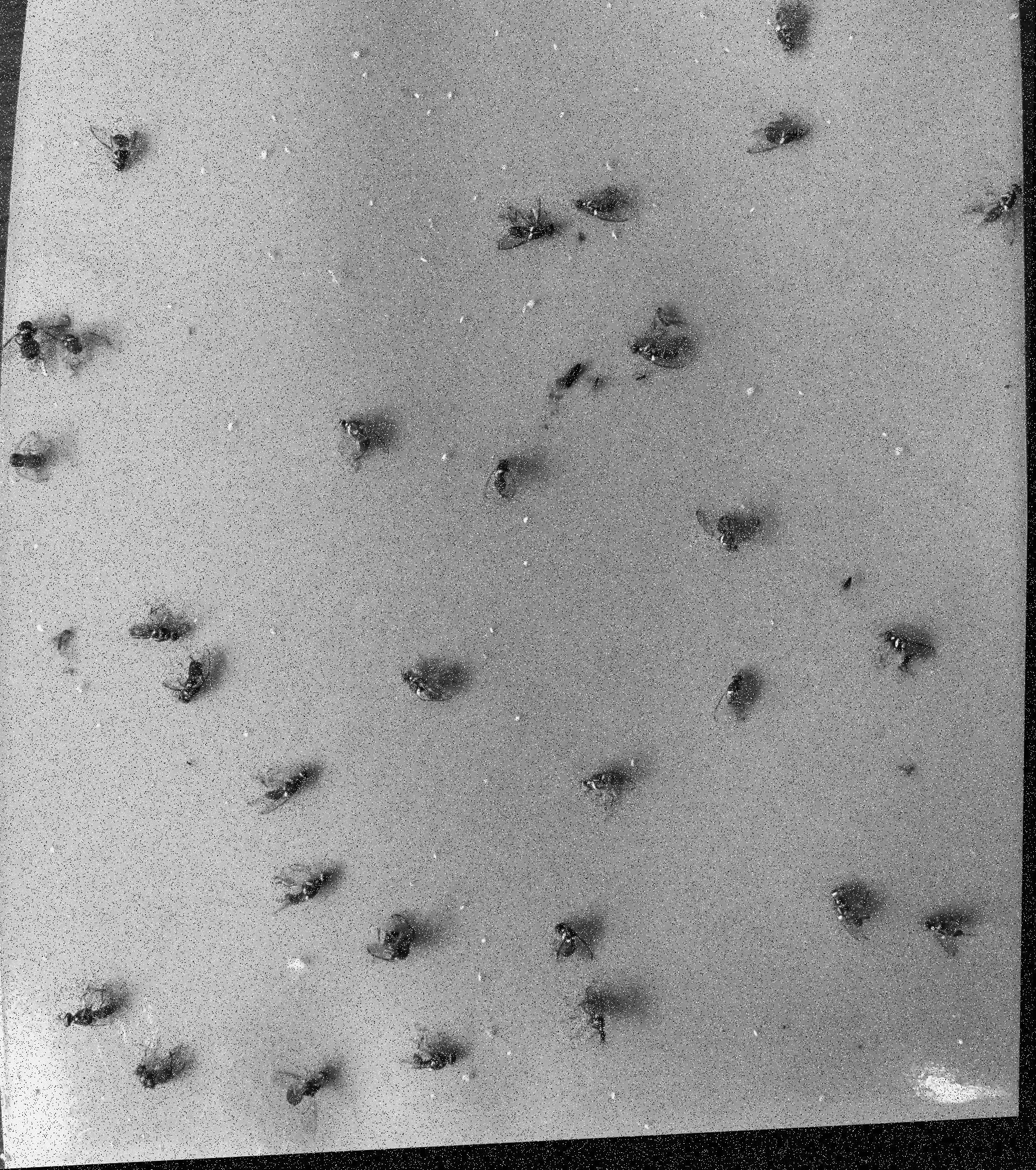 olive data Object Detection Dataset by dffgbc