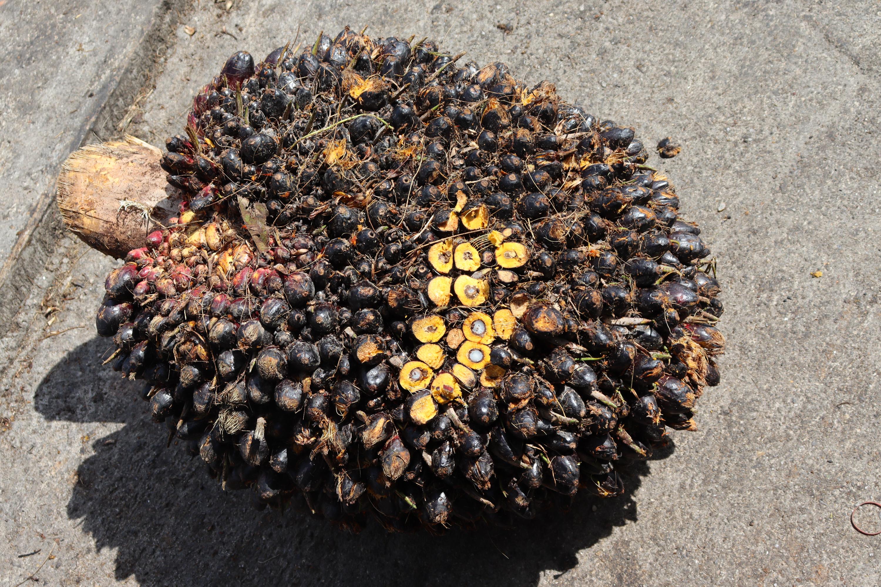 Palm Oil Classification Rescale Semantic Segmentation Model By Palm Oil