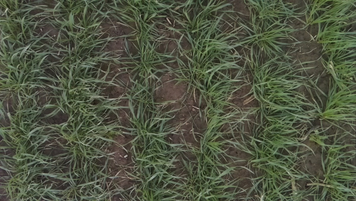 Weed Detection Object Detection Dataset by new-workspace-nacgy