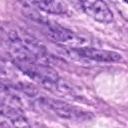 MONAI-ultralytics Classification Dataset by Jason Adrian