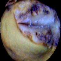 How to Use the Soybeans Classification API