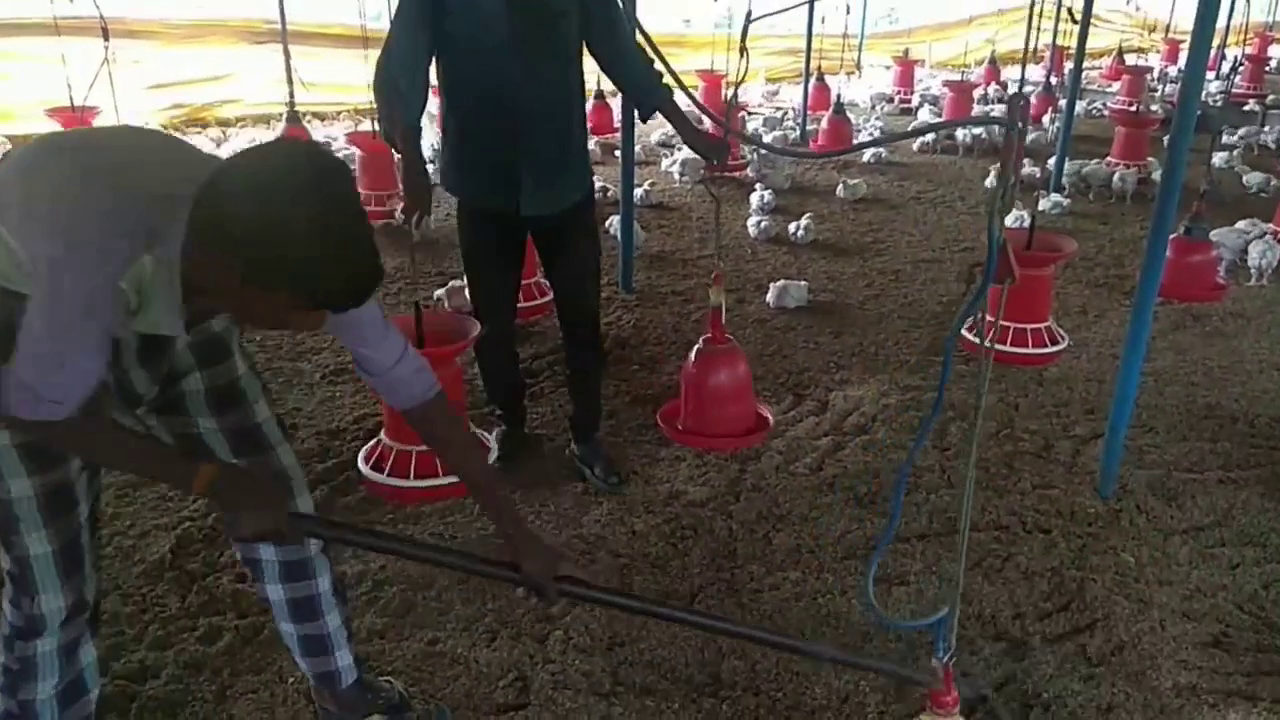 Poultry Litter Management Keypoint Detection Dataset By Prashanthws