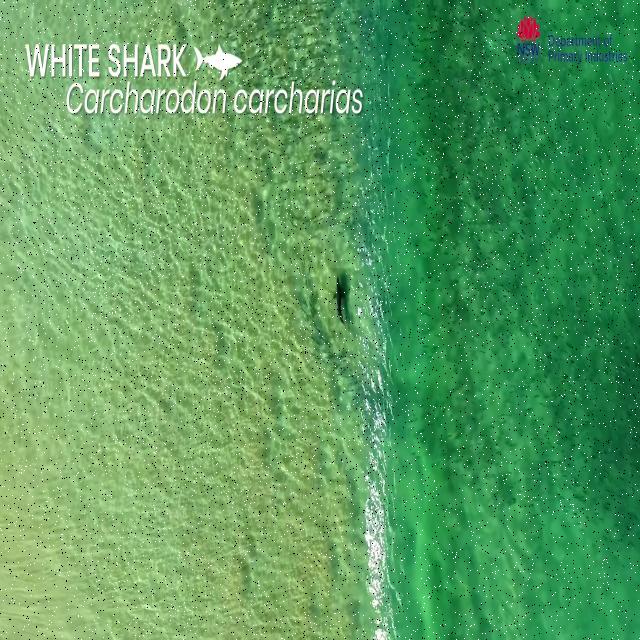 Aerial Shark Images Object Detection Model by ELEC440