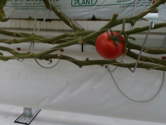 tomato_sepal Instance Segmentation Dataset by MinHo Jang