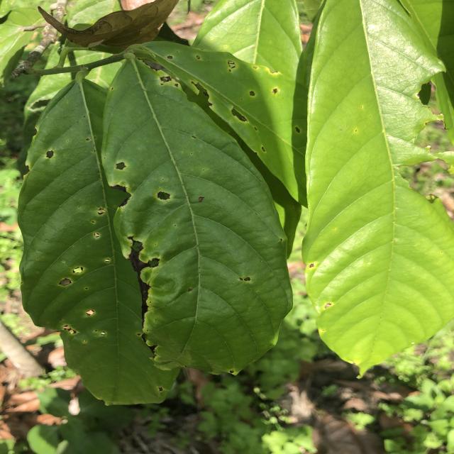 COCOA leaf Disease Detection Object Detection Dataset by Lab