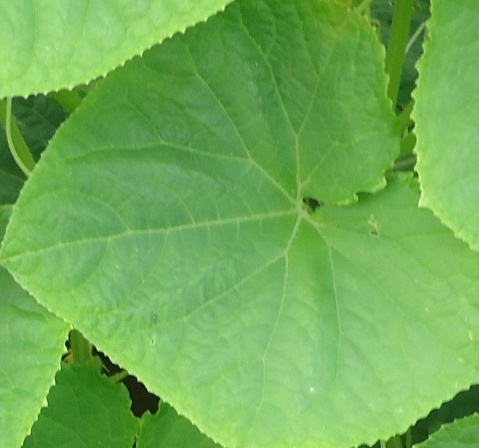 UpgradeData_2 Object Detection Dataset by HUST