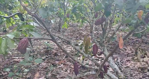 cacao Object Detection Model by class