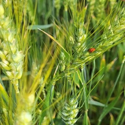 ImageProcessing (imageprocessing-wf0bd) - Roboflow Universe