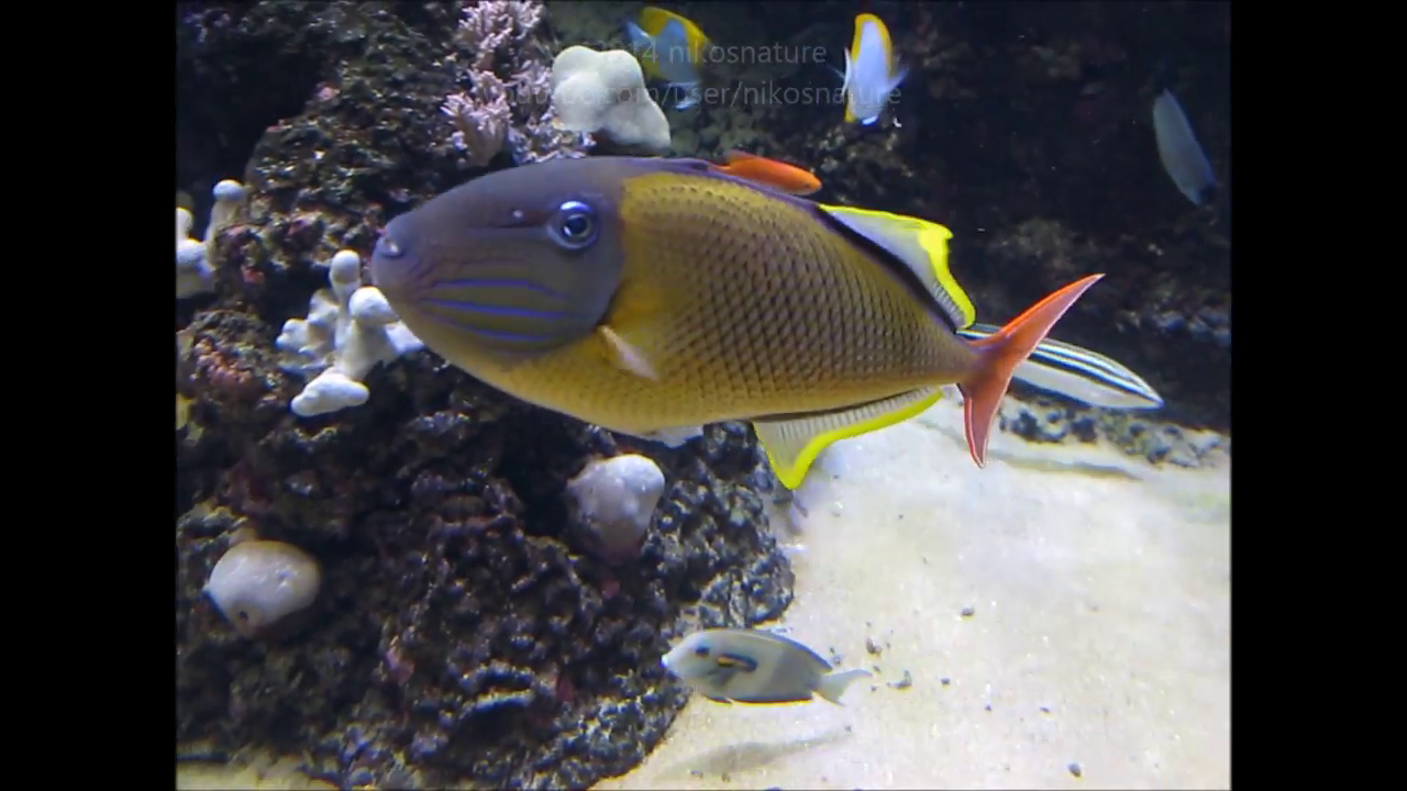 Triggerfish Object Detection Dataset by TiCON System Ltd
