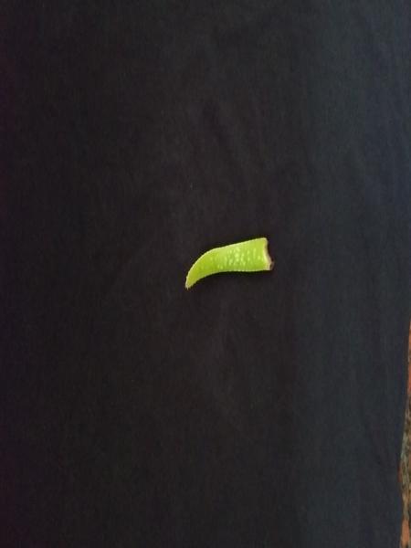 MediFlora Classification Dataset and Pre-Trained Model by Medical Leaf ...