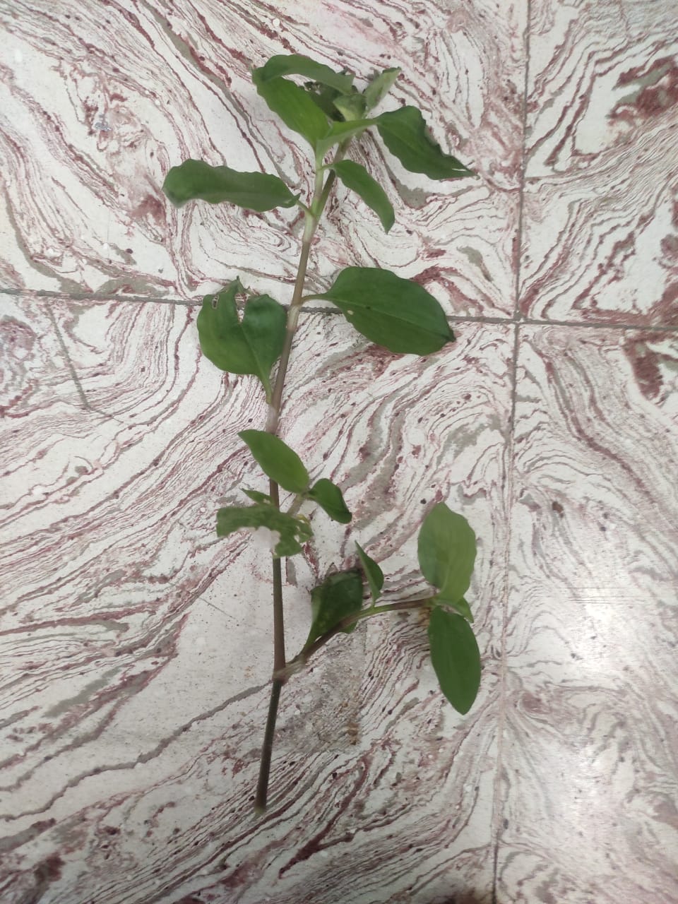 Final Tomato Plant Detection Object Detection Dataset And Pre Trained Model By Auto Weeding