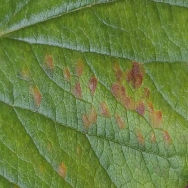 Strawberry Object Detection Model By Strawberry2