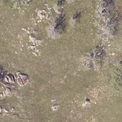 Trees Object Detection Dataset by Benyezza oussama Wail