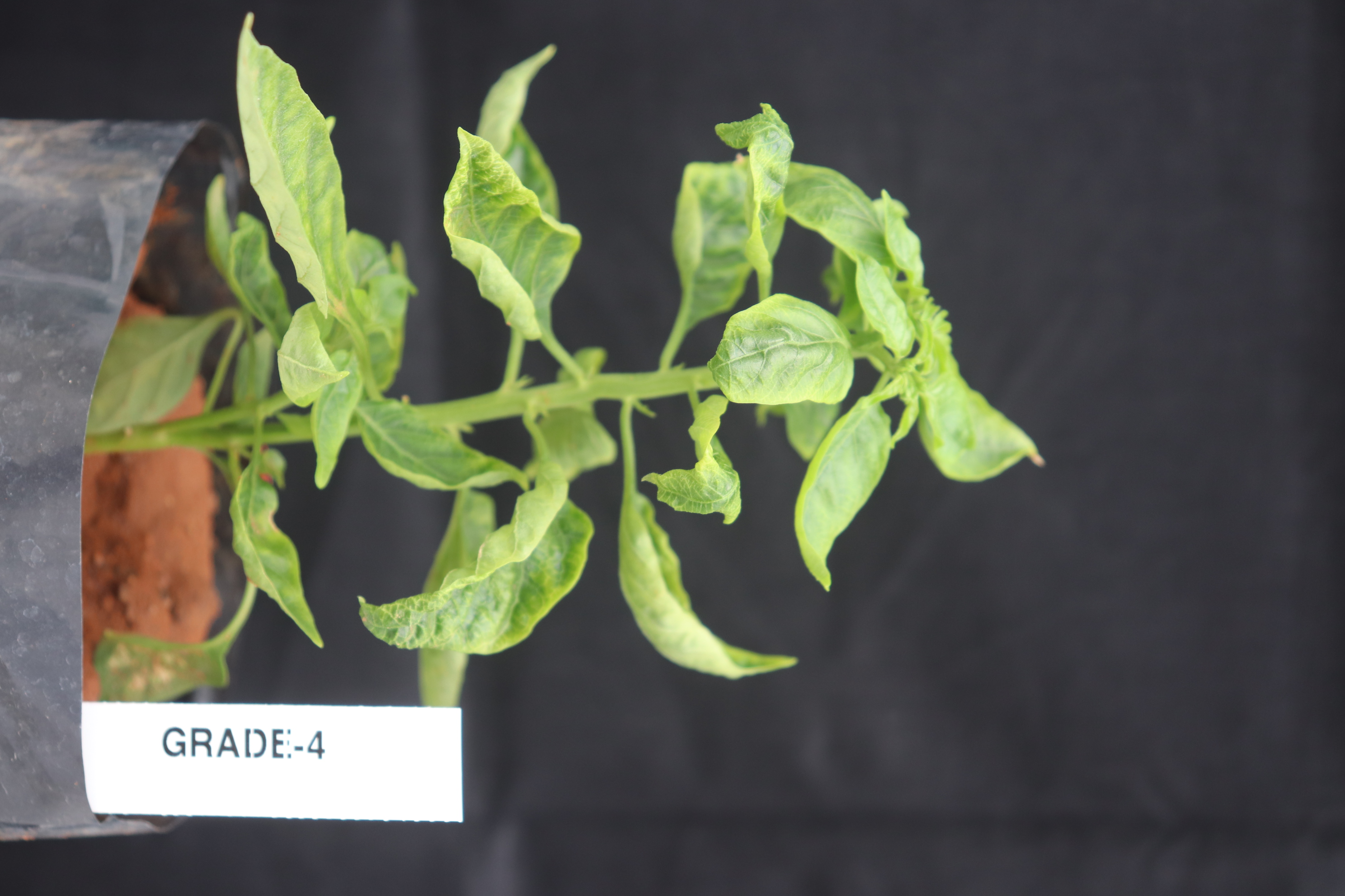 leaf Object Detection Dataset and Pre-Trained Model by assert