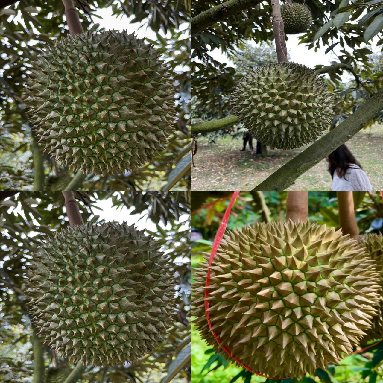 jenis durian Object Detection Dataset by farid