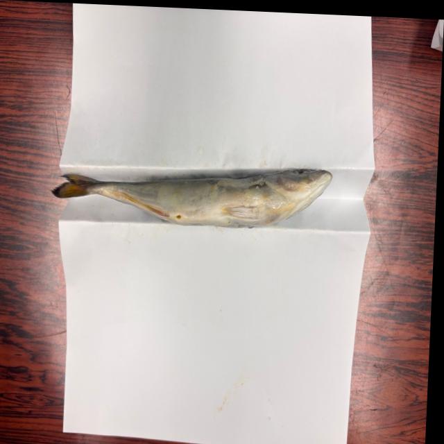 fish belly Classification Dataset by Sinyp