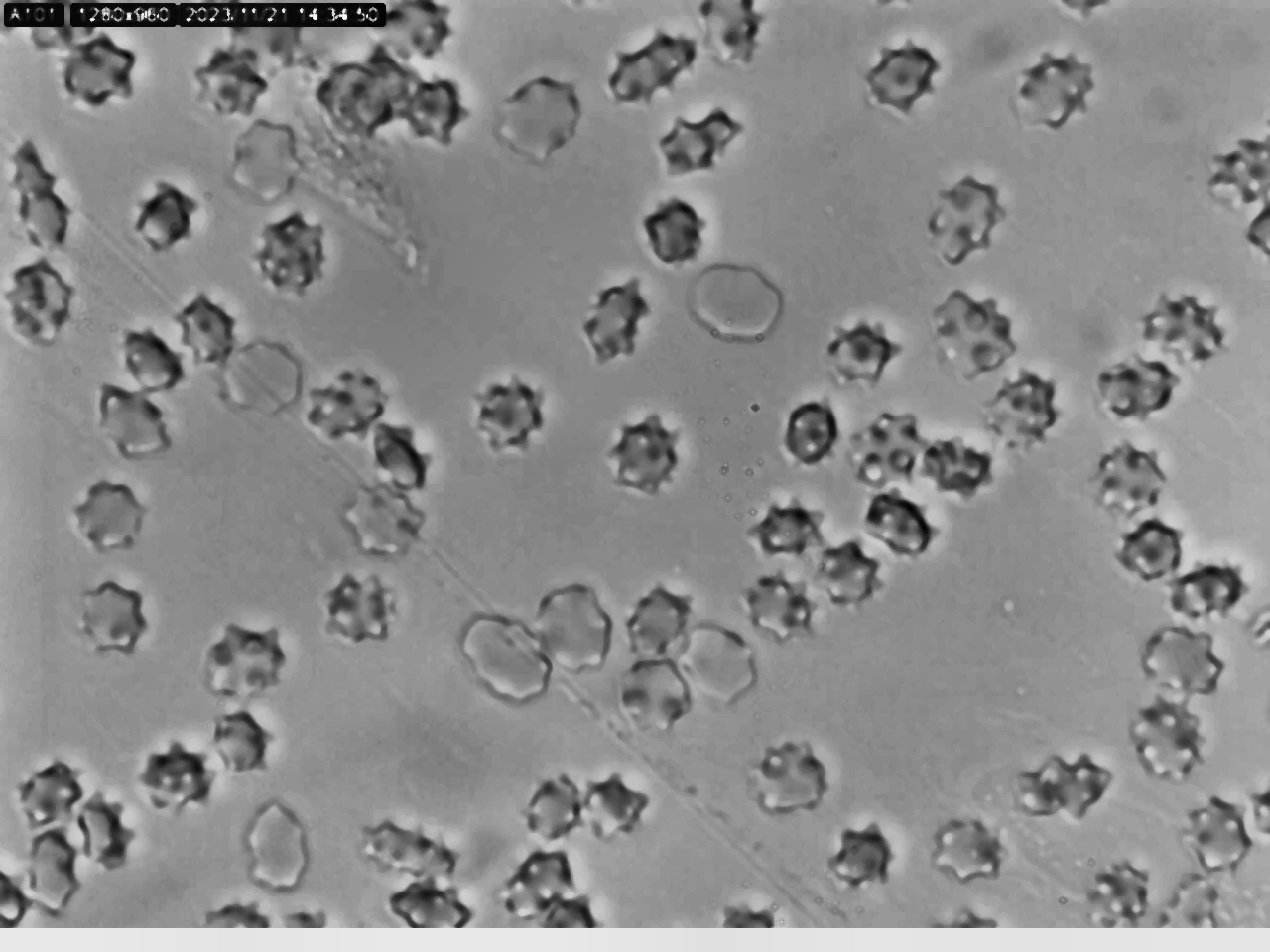 Blood Cell Instance Segmentation Dataset by boomer