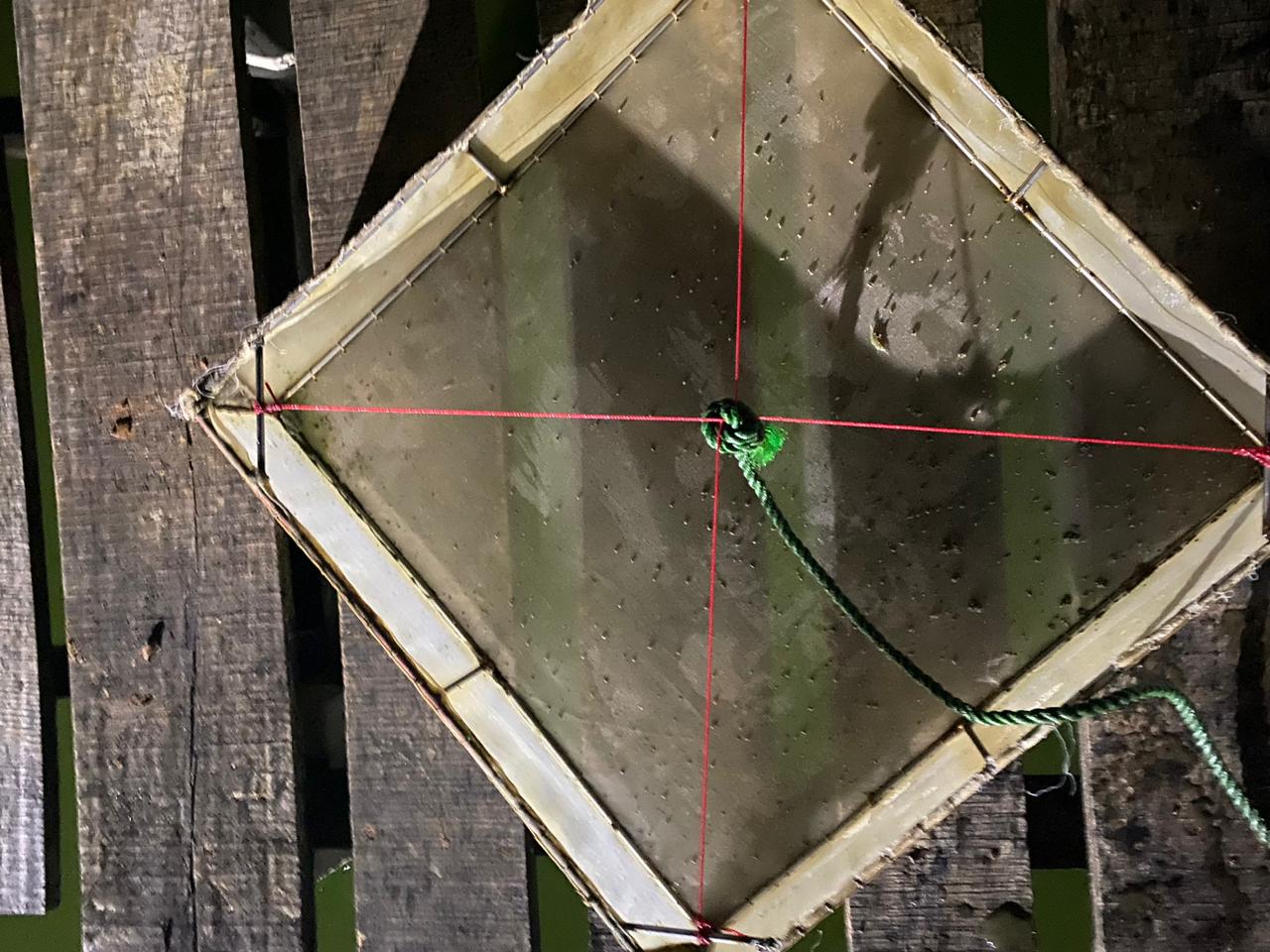 shrimp_segment Instance Segmentation Dataset by Kavindu