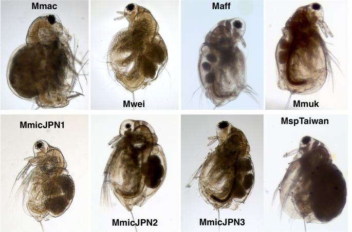 Algae Object Detection Model By Kavindu