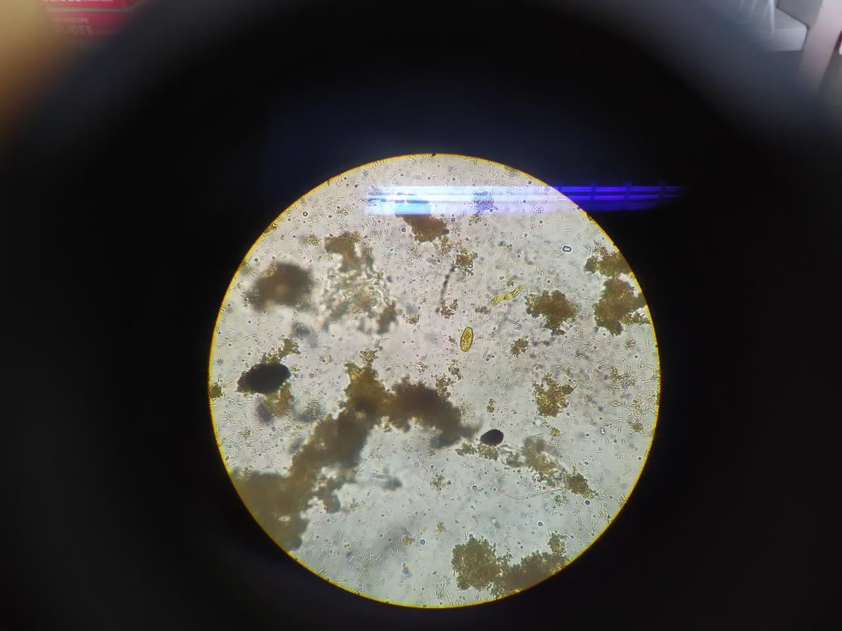 MIF Object Detection Dataset by new-workspace-uxfwf