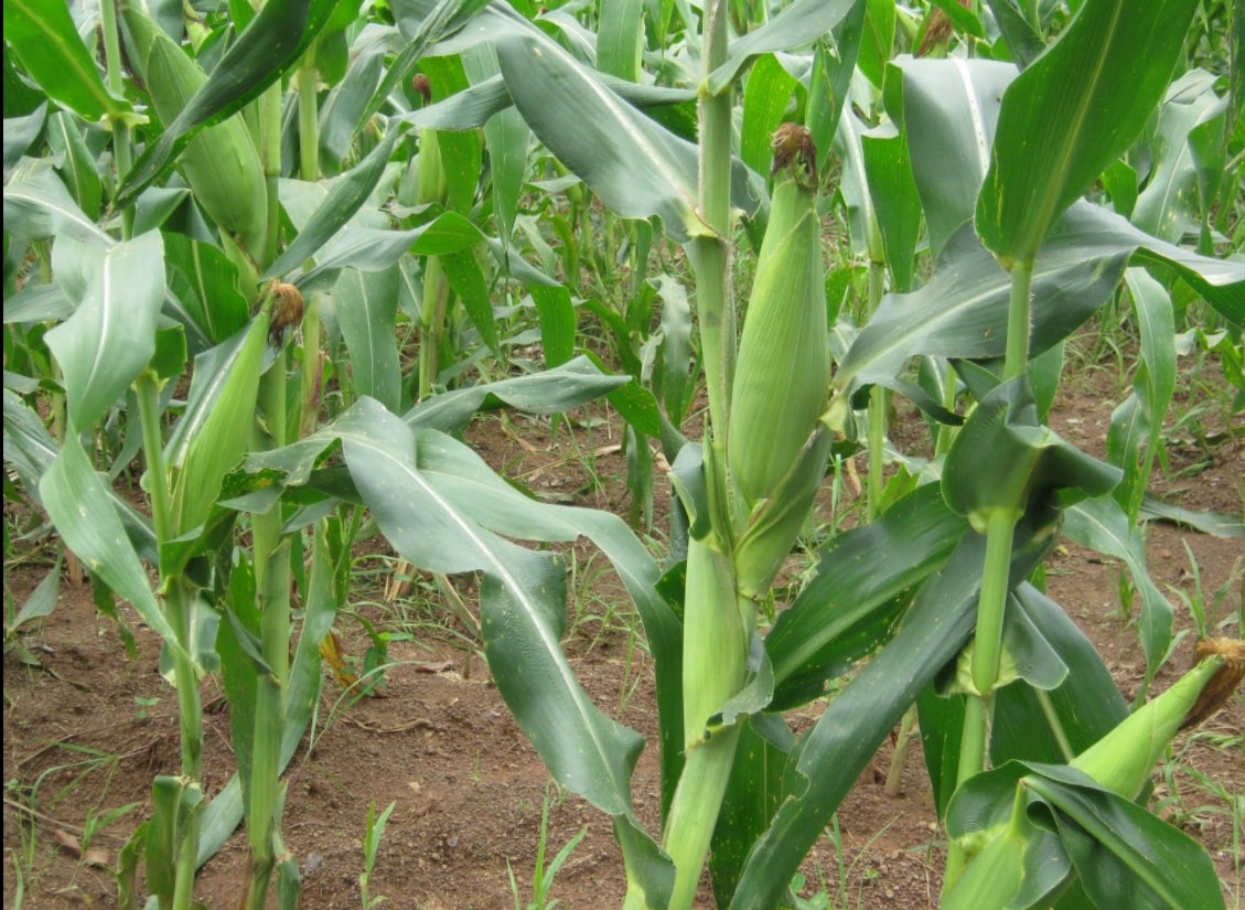 Corn Object Detection Model by MyWorkspace