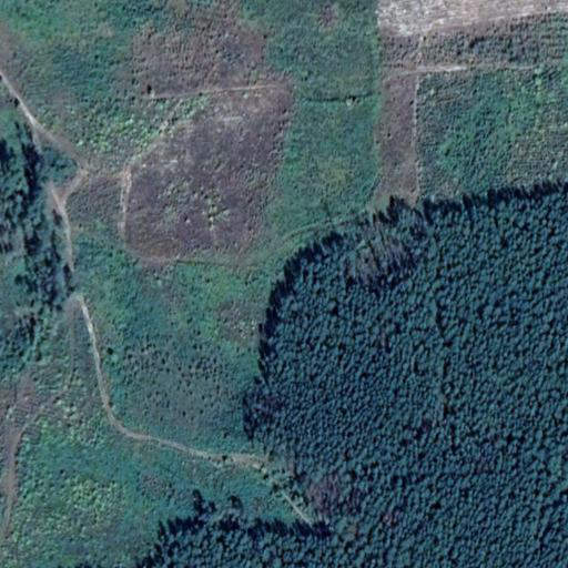 forest Object Detection Model by Aaron Neil Rebello