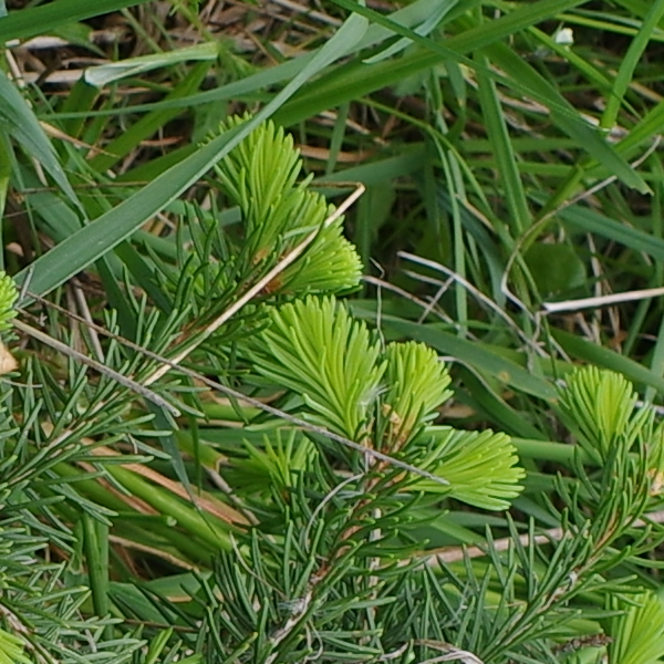 spruce_bud Instance Segmentation Dataset by piceaabiesconifer