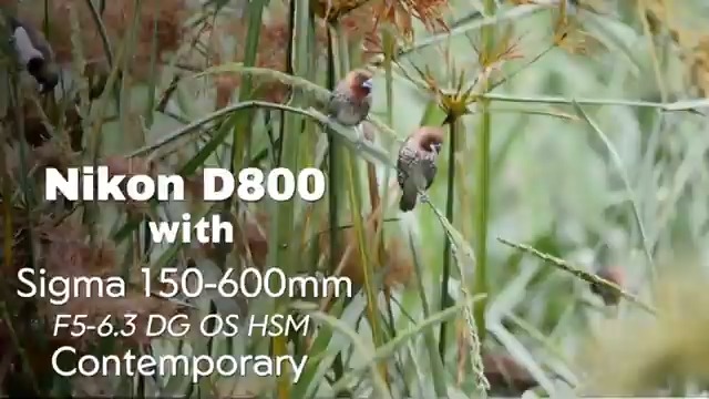 Bird Detection Object Detection Dataset By Birddetecitonavisent