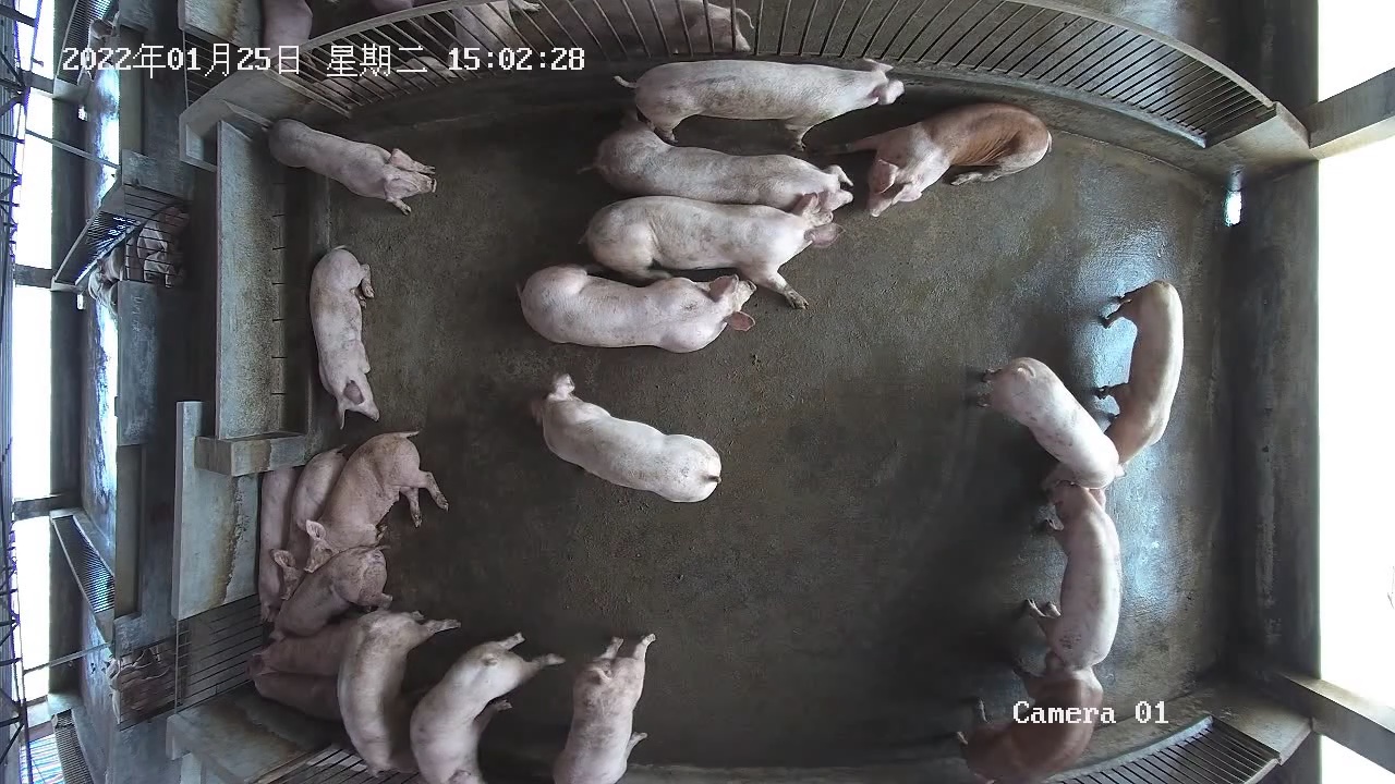 Pig Behavior Detection Classification Model by neo